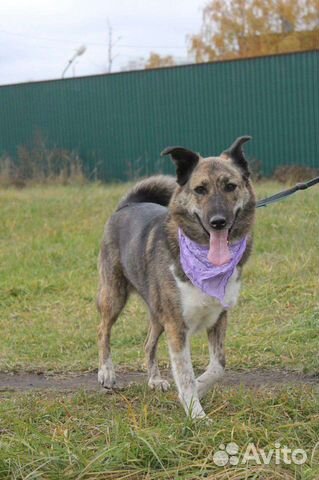 Возьмите собаку Дашеньку из приюта