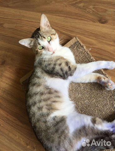 Котик ищет дом