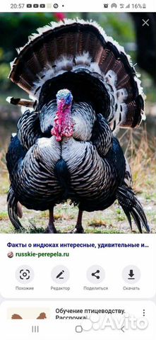 Индюшата