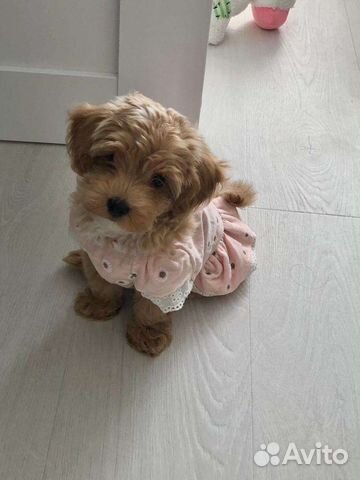 Мальтипу премиум малыши ф1