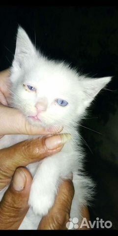 Нужна помощь малышу/турецкая ангора/британская