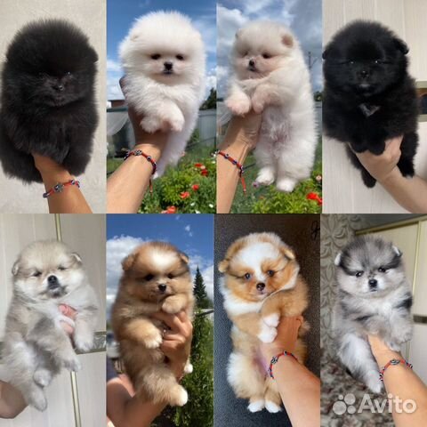 Померанские мишки шпицы