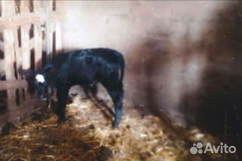 Телочка 3 недели