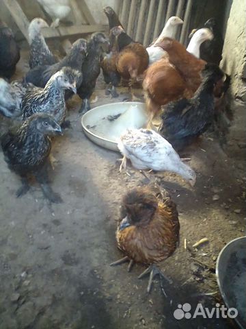 Куры молодки