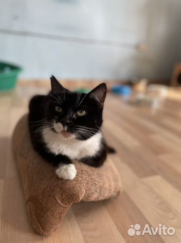 Спокойная еошка Скарлет ищет дом