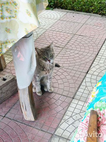 Отдам в добрые, ответственные руки