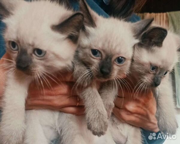 Сиамские котята бесплатно