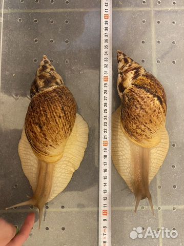 Улитки Ахатины с контейнером, взрослые