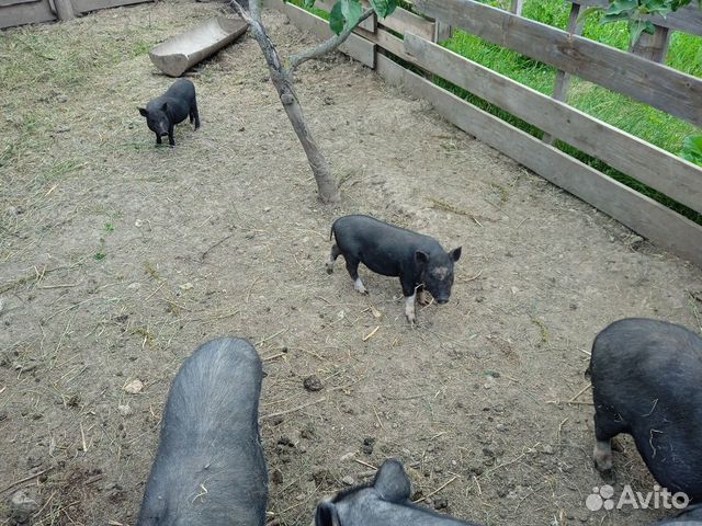 Вьетнамские свиньи