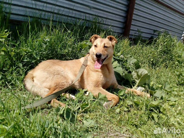 Бобик, собака в добрые руки из приюта