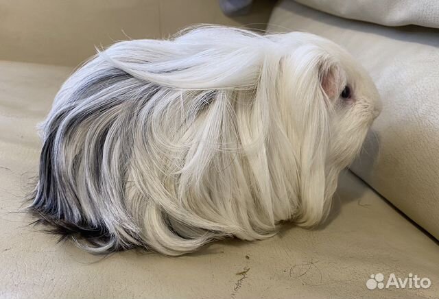 Морская свинка шелти