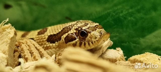 Уж свиноносый 17 см