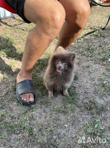 Шпиц лиловая и голубая обе с подпалом