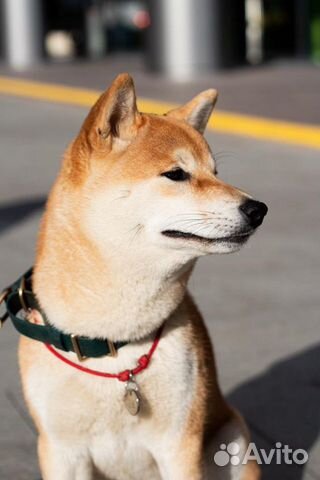 Сиба ину кобель вязка