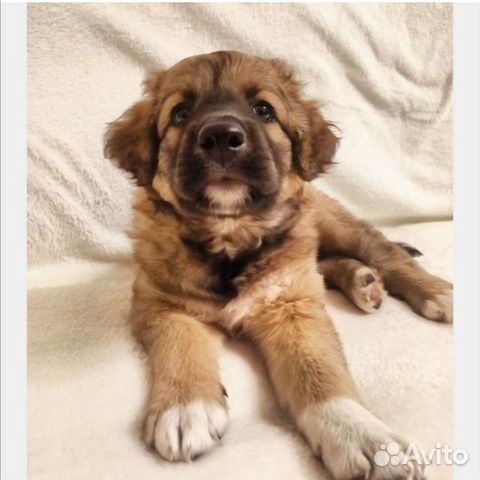 Щенок в добрые руки девочка