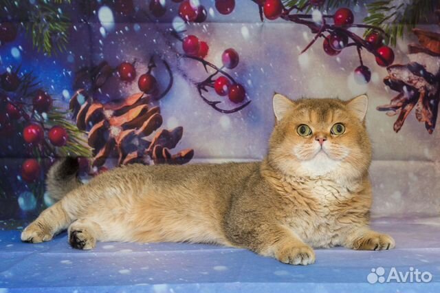 Вязка с британским котом