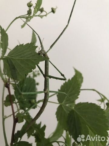 Аннамский палочник