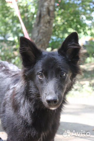 Очаровательный щенок ищет любящую семью