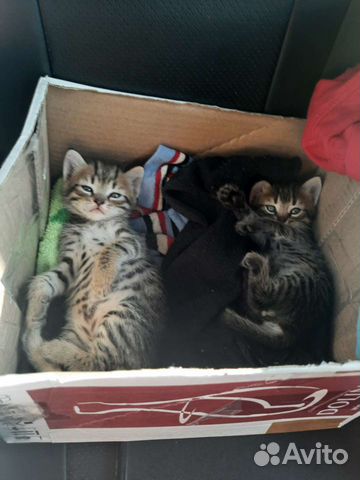 Полосатые тигрята