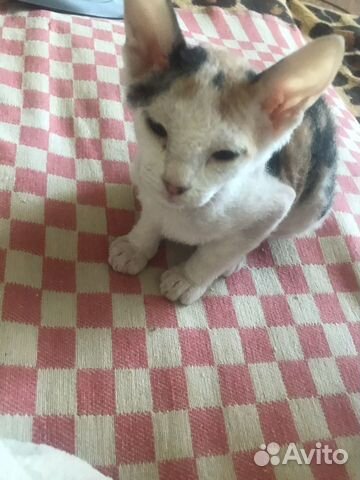 Донской сфинкс браш котята продам