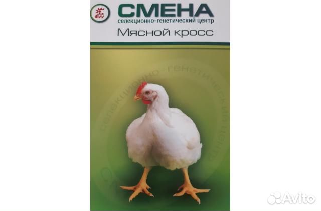 Инкубационное яйцо бройлера Смена-9