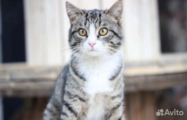 Котик подросток Перчик в дар 8 мес
