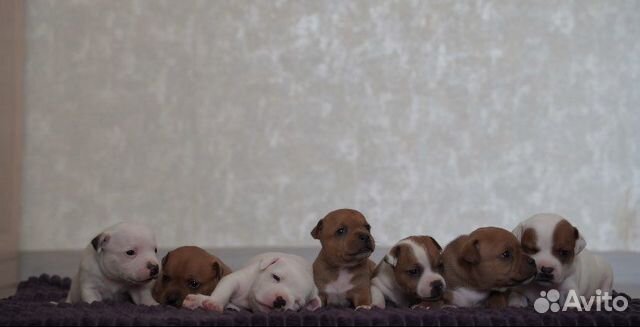 Щенки стаффи