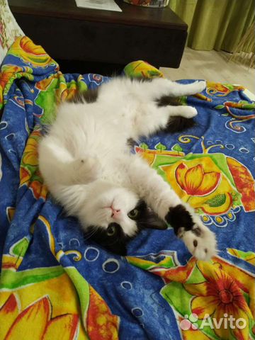 Кошечка в добрые руки