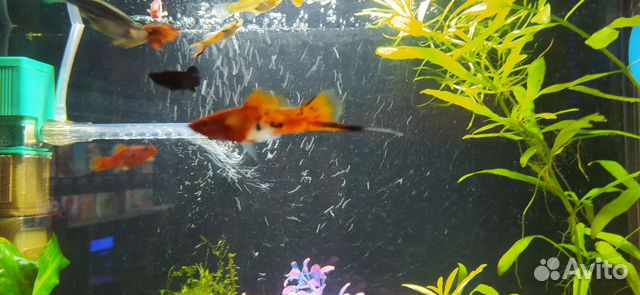 Меченосец ситцевый триколор