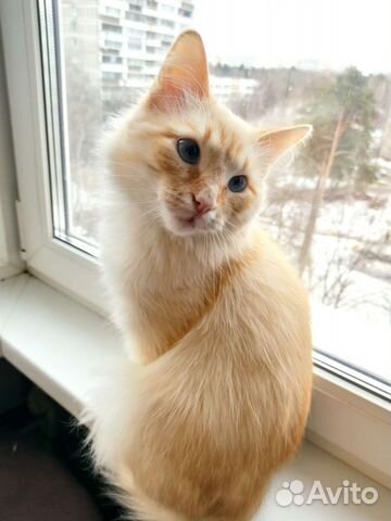 Голубоглазый Рудик в дар