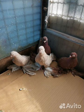 Продажа голубей