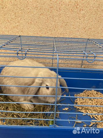 Декоративный вислоухий кролик