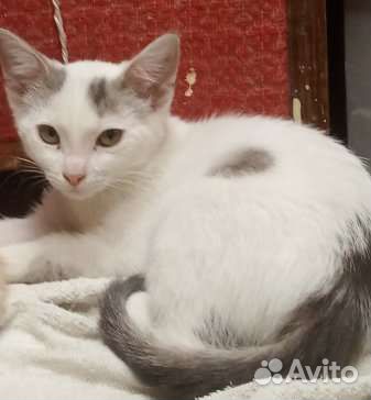 Котенок Яша