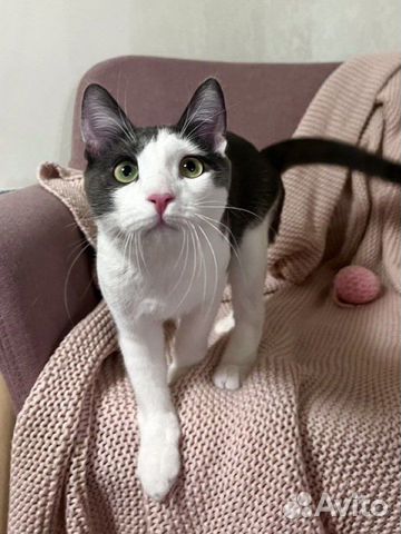 Котик-подросток (7мес) в самые добрые руки