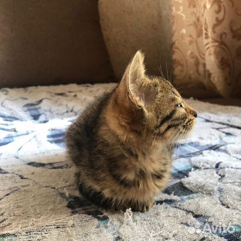 Котёнок