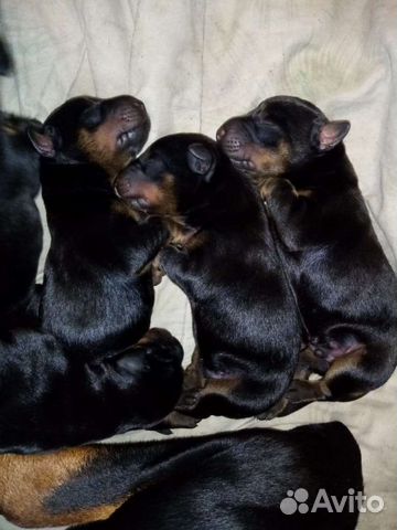 Собаки щенки добермана