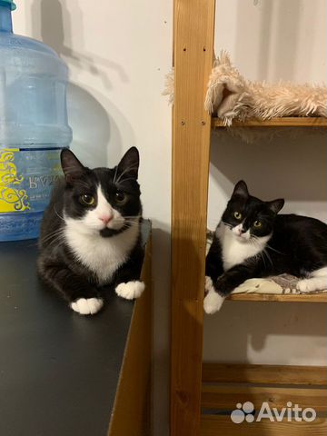 Котики бегемотики в добрые руки