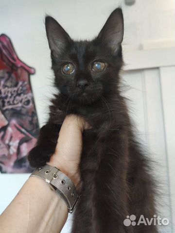 Котенок 3 мес