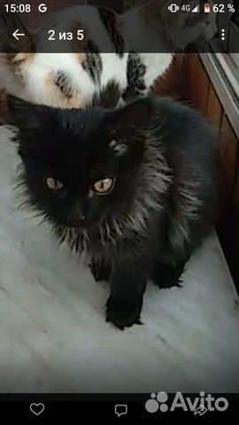 Котенок Мишаня 3мес