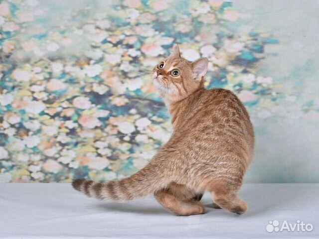 Котята скоттиш килт длинолапые