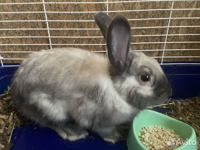 Декоративный кролик