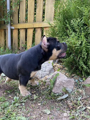 Американский булли