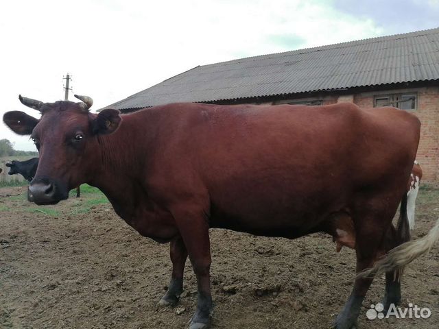 Коровы дойные молочные