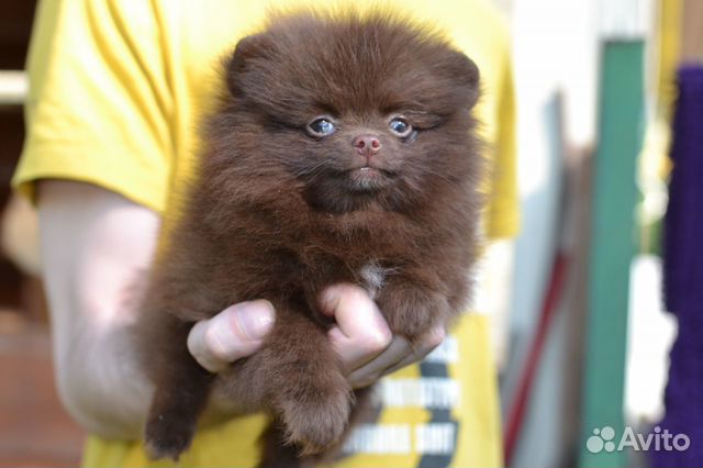 Шоколадный красавец