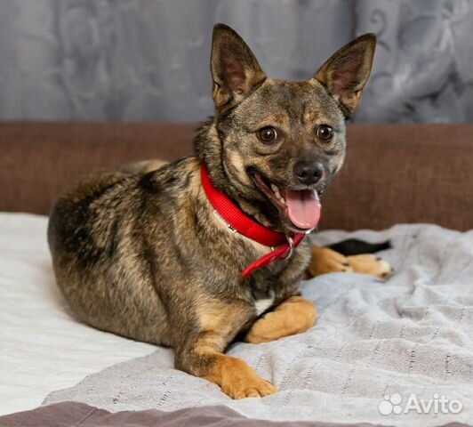 Маленькая собачка Золя в поисках семьи