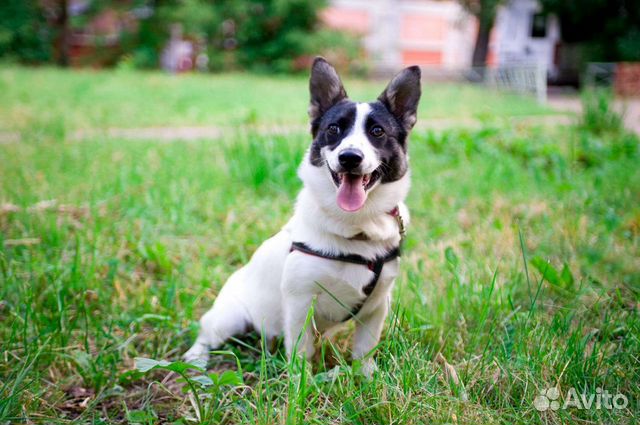 Метис вельшкорги кардиган 4 месяца