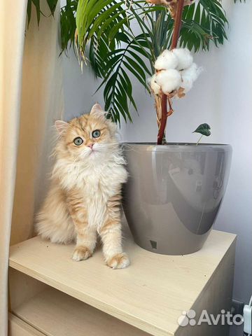 Британский котенок дш золотая шиншилла