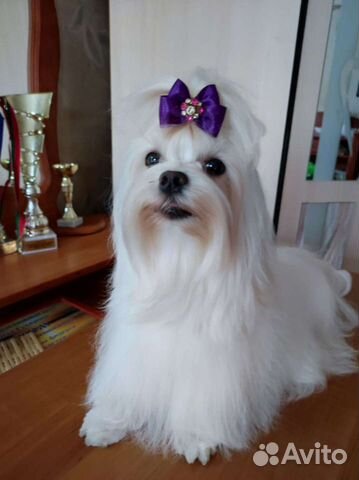 Мальтийская болонка девочка