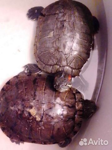 Красноухая черепаха бесплатно