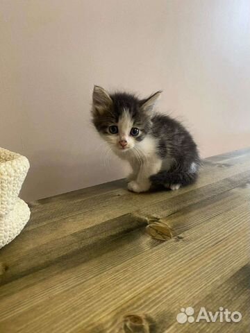 Пупся,мальчик,полтора месяца